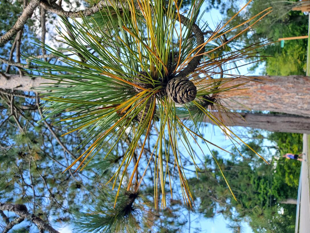 Red Pine | CMP Tree Selection Tool